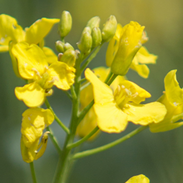 Yorkshire Rapeseed Oil Lemon Mayonnaise - 1 Jar (190g) – The Burnt Hill ...